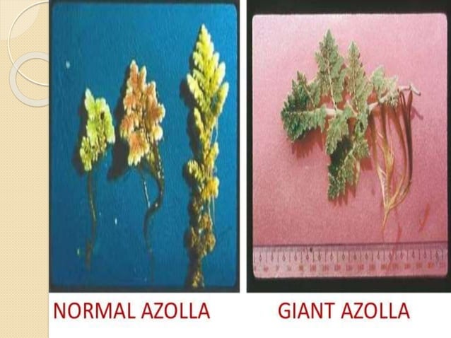 Mass Production of Blue Green Algae, Azolla and Its Application in ...