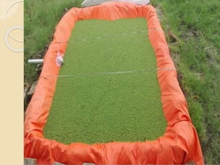 Mass Production of Blue Green Algae, Azolla and Its Application in ...