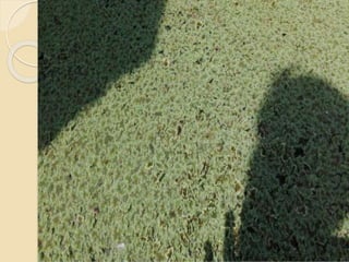 Mass Production of Blue Green Algae, Azolla and Its Application in ...