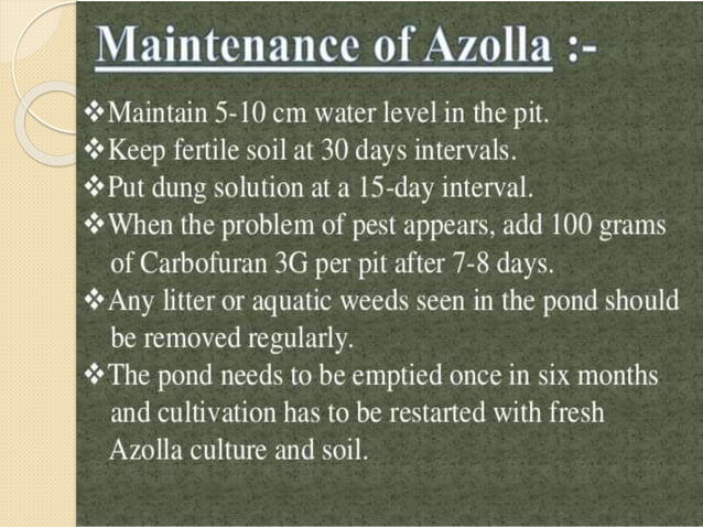 Mass Production of Blue Green Algae, Azolla and Its Application in ...