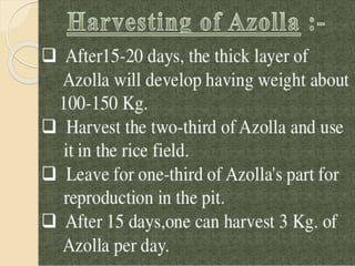 Mass Production of Blue Green Algae, Azolla and Its Application in ...