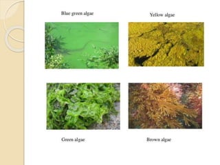 Mass Production of Blue Green Algae, Azolla and Its Application in ...