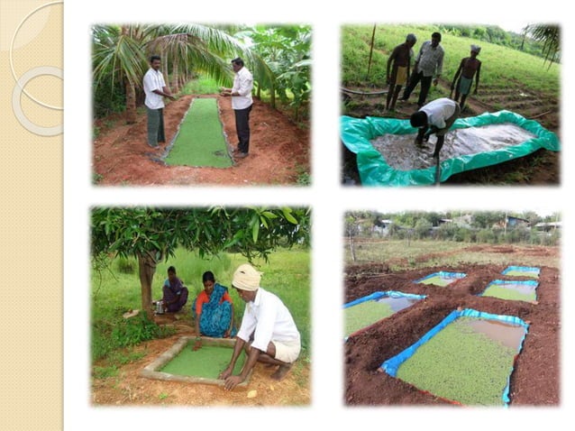 Mass Production of Blue Green Algae, Azolla and Its Application in ...