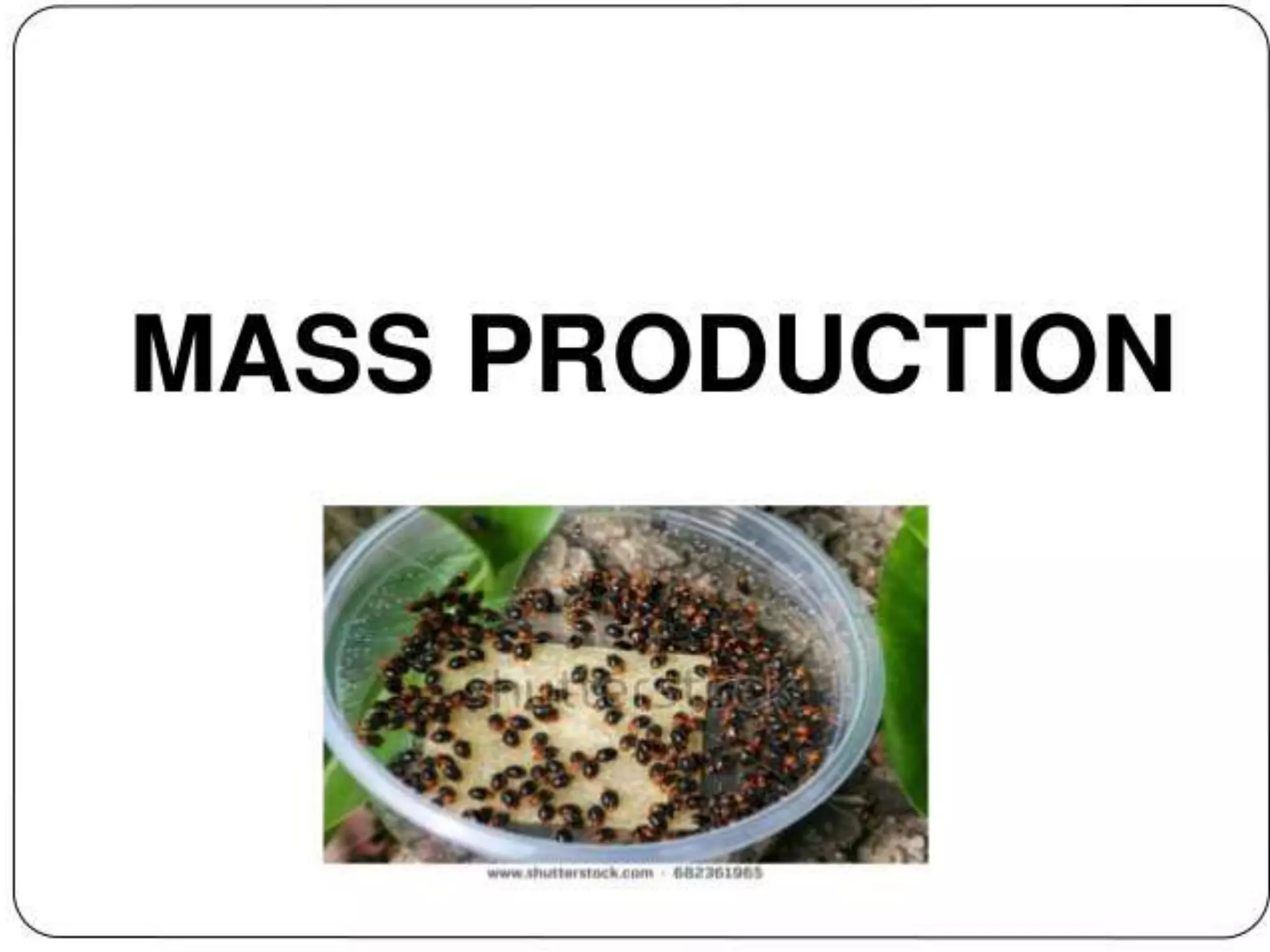 Mass producation of cryptolaemas and green lace wing | PPTX