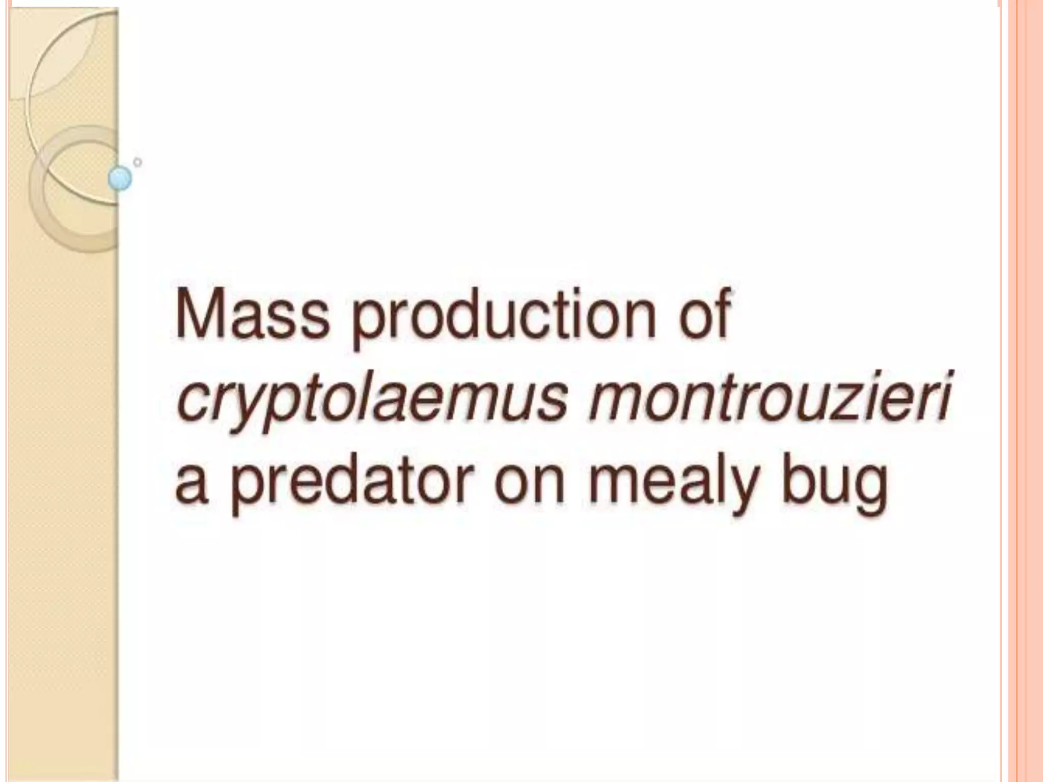 Mass producation of cryptolaemas and green lace wing | PPTX