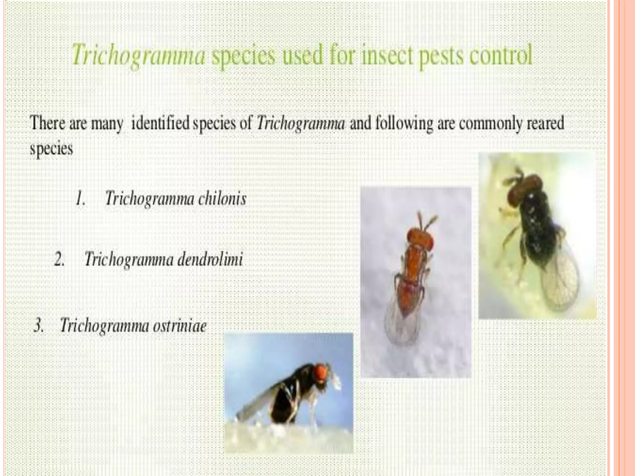 Mass producation of trichogrmma | PPTX