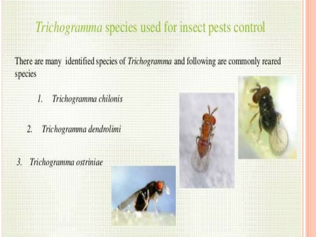 Mass producation of trichogrmma | PPTX | Beekeeping | Hobbies & Interests