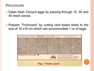 Mass producation of trichogrmma | PPTX