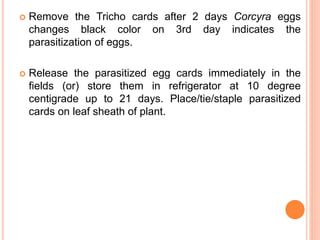 Mass producation of trichogrmma | PPTX