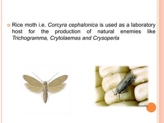 Mass producation of trichogrmma | PPTX