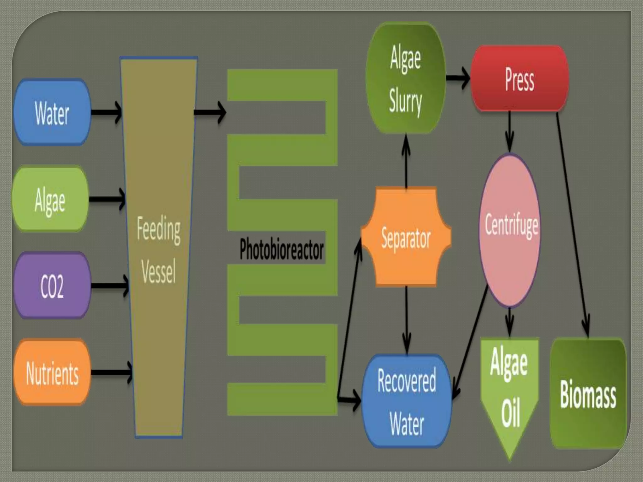 Mass production methods of algae for biofuel | PPTX