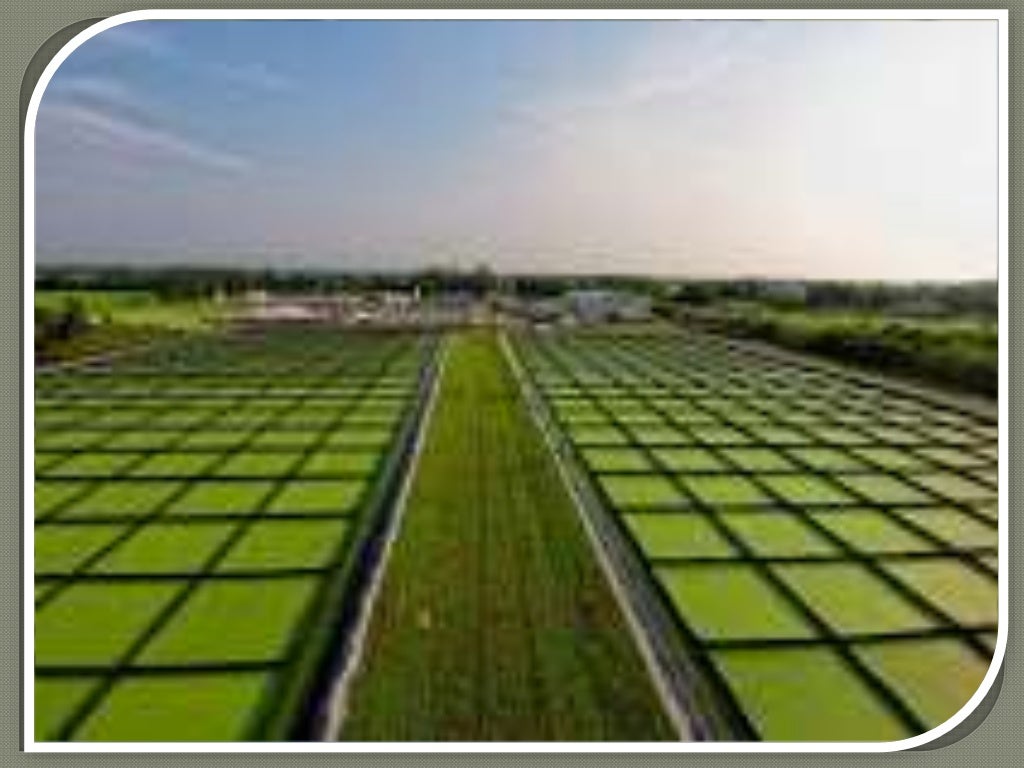 Mass production methods of algae for biofuel