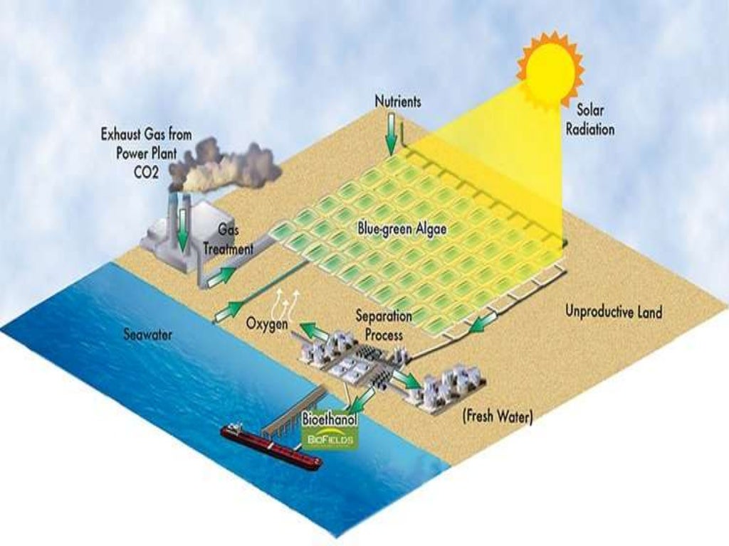 Mass production methods of algae for biofuel