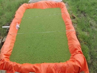 Azolla mass production unit (AKSHAR).pptx