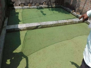 Azolla mass production unit (AKSHAR).pptx
