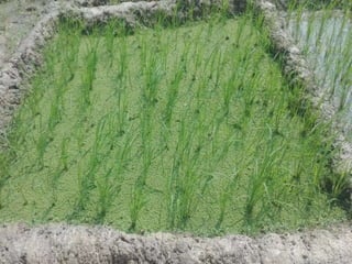 Azolla mass production unit (AKSHAR).pptx