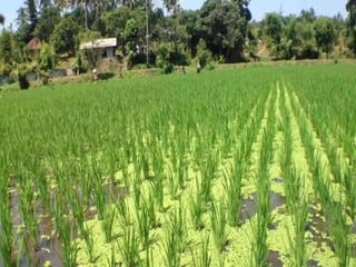 Azolla mass production unit (AKSHAR).pptx