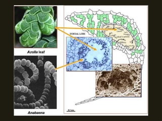 Azolla mass production unit (AKSHAR).pptx