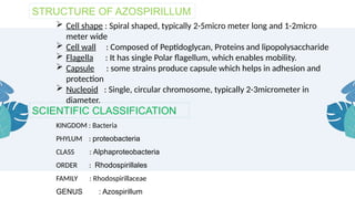 Mass Production Of Azospirillum And Cyanobacteria | PPTX