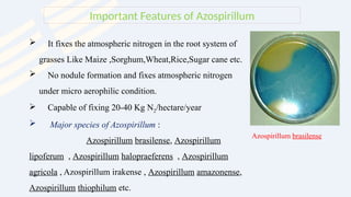 Mass Production Of Azospirillum And Cyanobacteria | PPTX