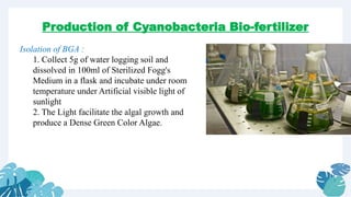 Mass Production Of Azospirillum And Cyanobacteria | PPTX