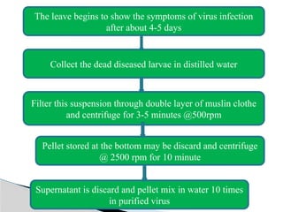MASS PRODUCTION OF BIOPESTICIDE AND THEIR FORMULATION.pptx