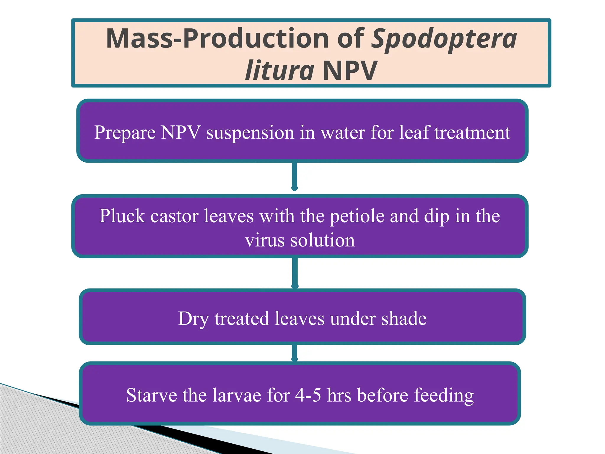 MASS PRODUCTION OF BIOPESTICIDES AT LABORATORYpptx | PPTX
