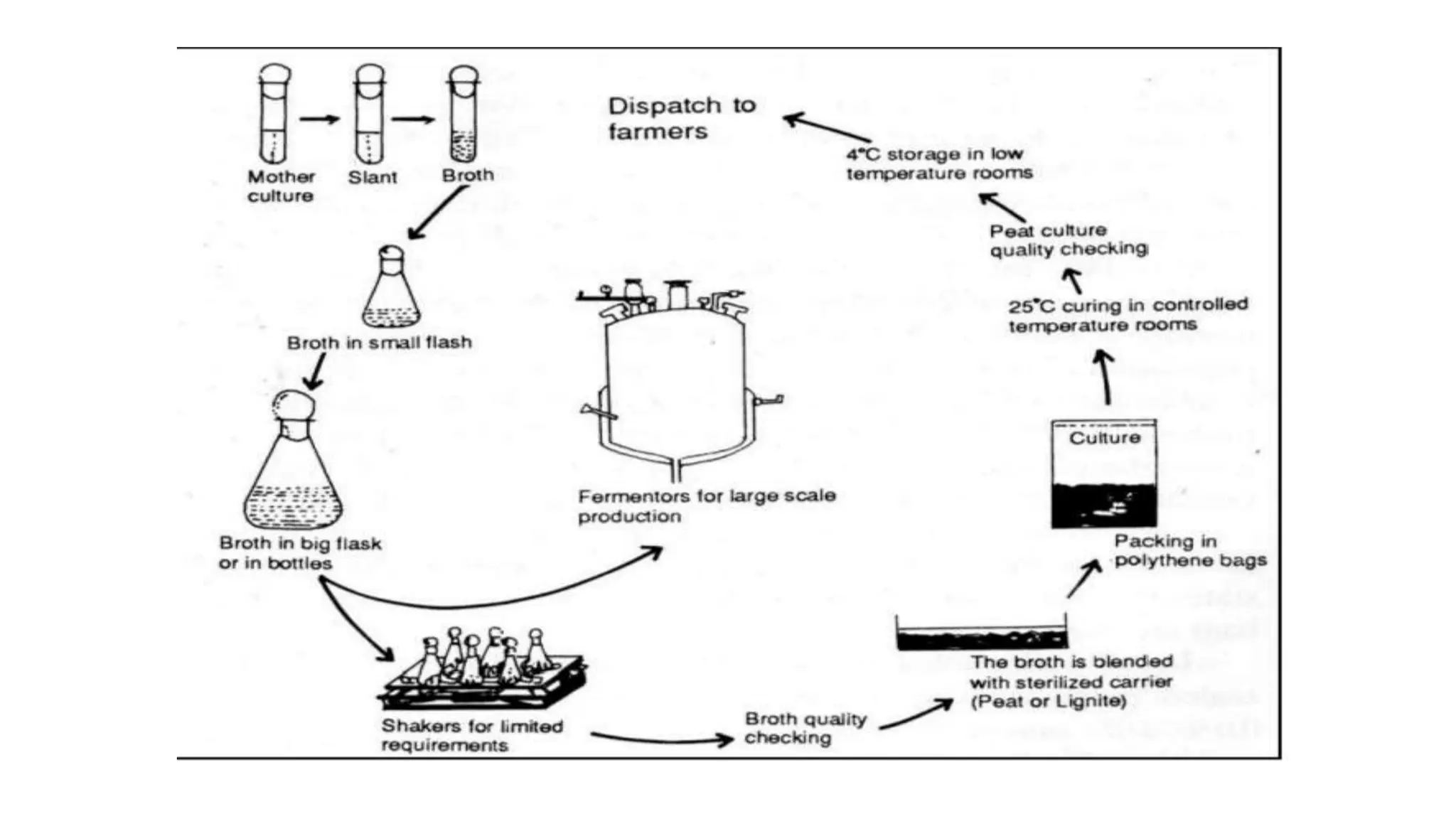 Mass Production of Fungus and Bacteria and their Quality Control.pptx