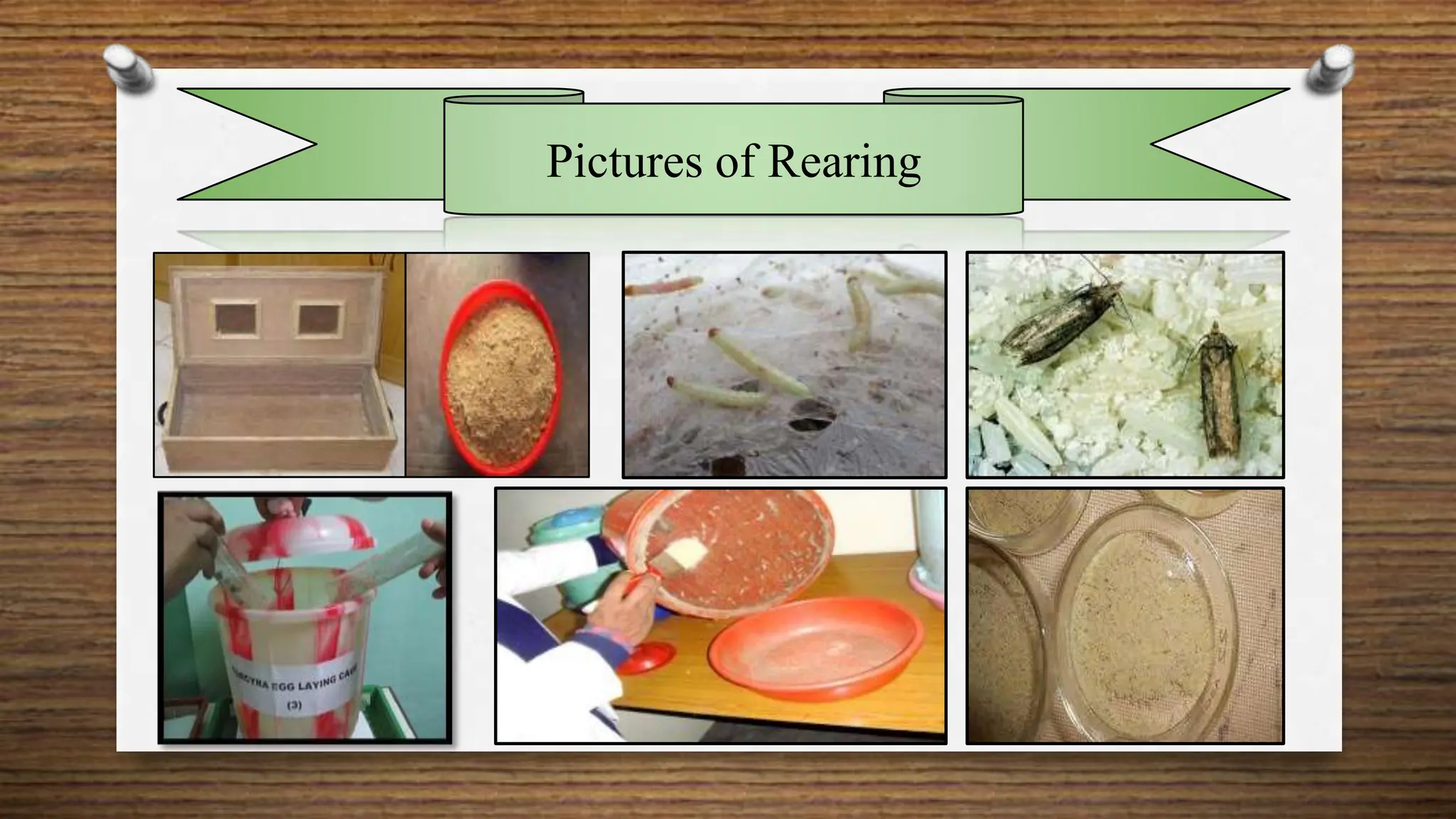 Mass Production of Trichogramma sp..pptx