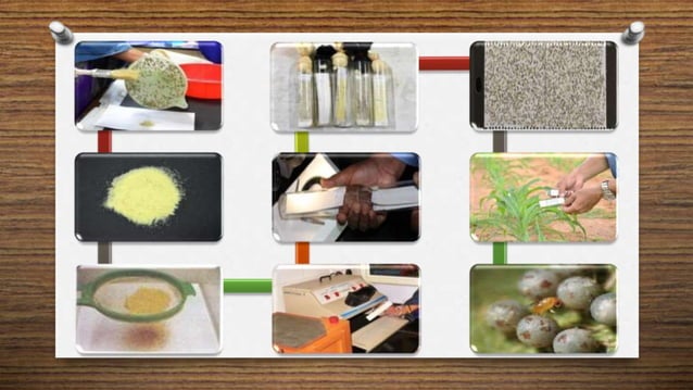 Mass Production of Trichogramma sp..pptx | Agriculture | Industries