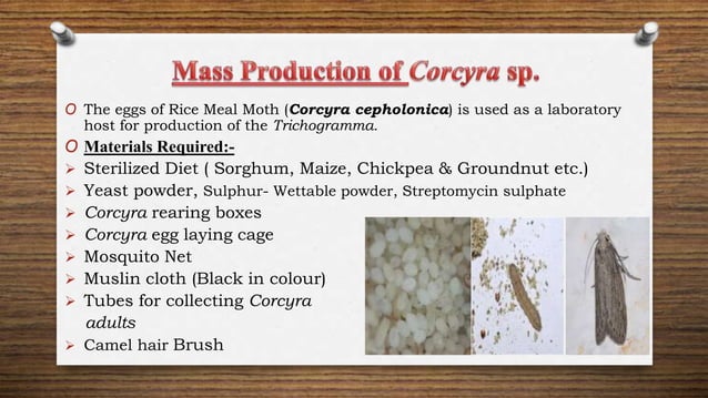 Mass Production of Trichogramma sp..pptx | Agriculture | Industries