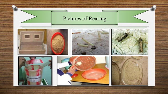 Mass Production of Trichogramma sp..pptx | Agriculture | Industries