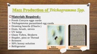 Mass Production of Trichogramma sp..pptx