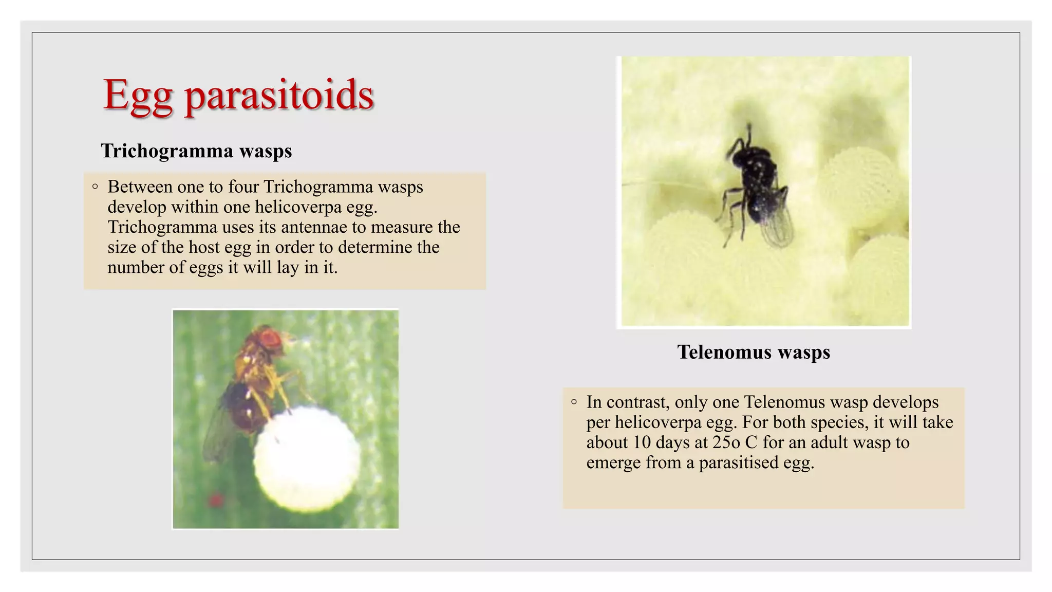 Mass production technology of helicoverpa armigera | PPTX