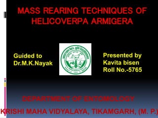 Mass rearing techniques of helicovarpa | PPTX
