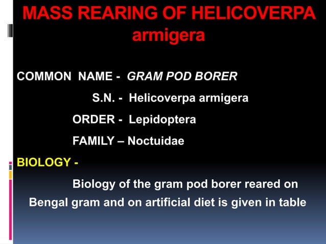 Mass rearing techniques of helicovarpa | PPTX