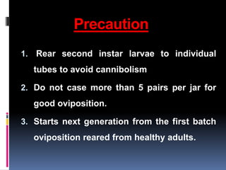 Mass rearing techniques of helicovarpa | PPTX