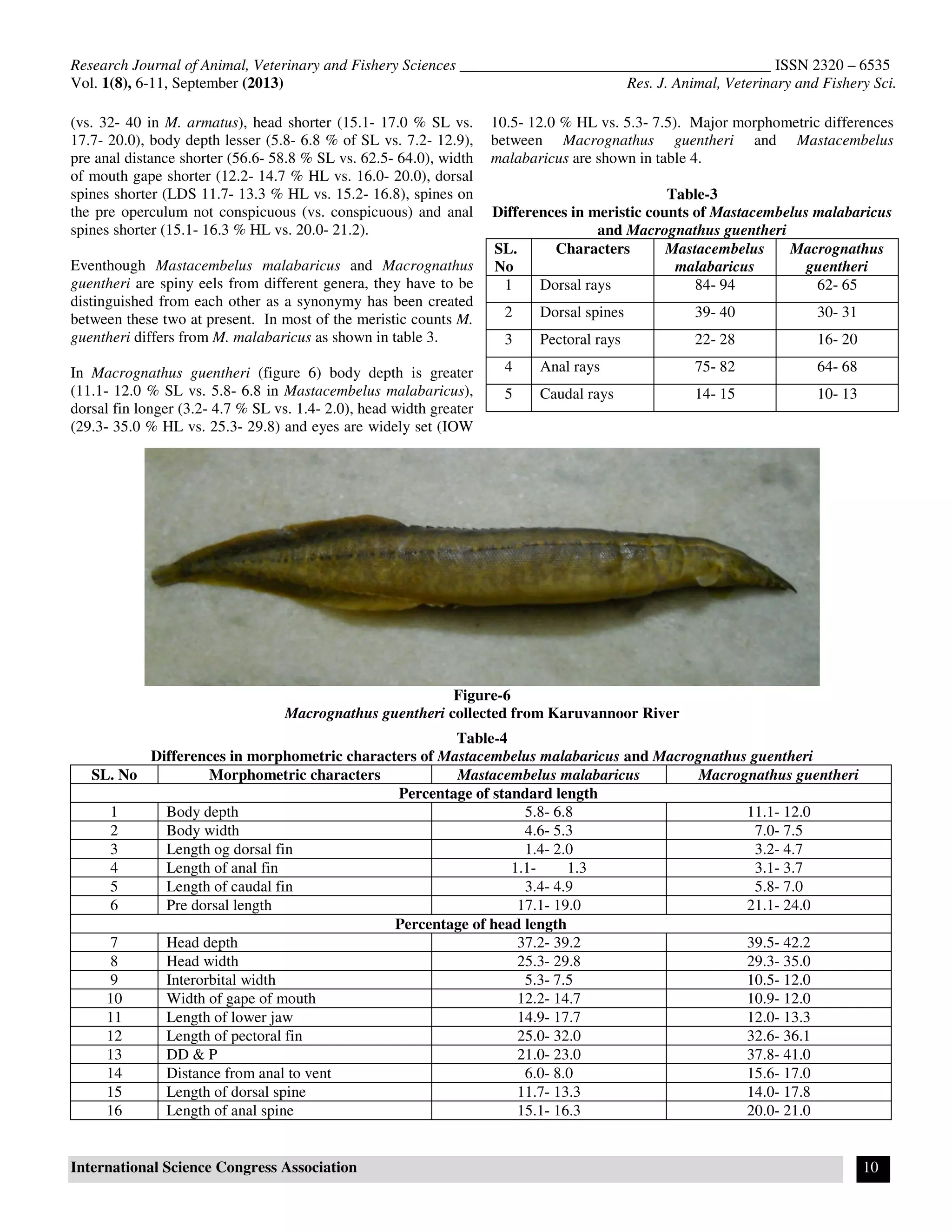Mastacembelus malabaricus..redescription | PDF