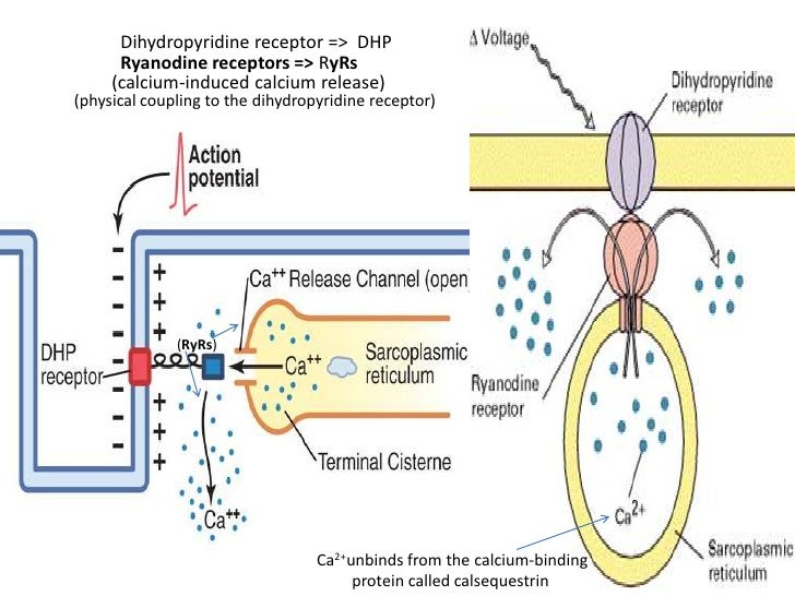 Exercise Physiology