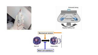 Mast cell assay.pptx.................... | PPT