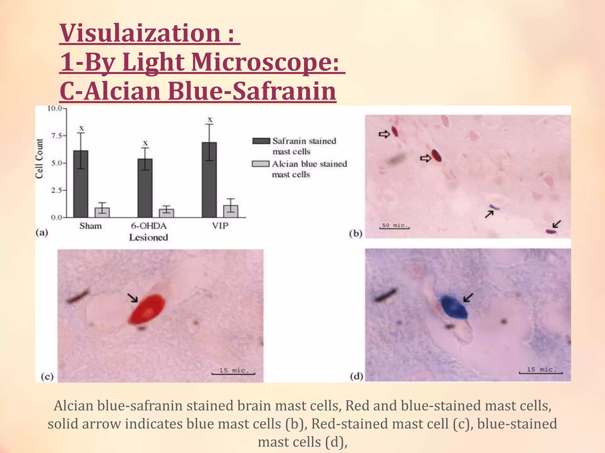 Mast cell histology and its visualization methods | PPT