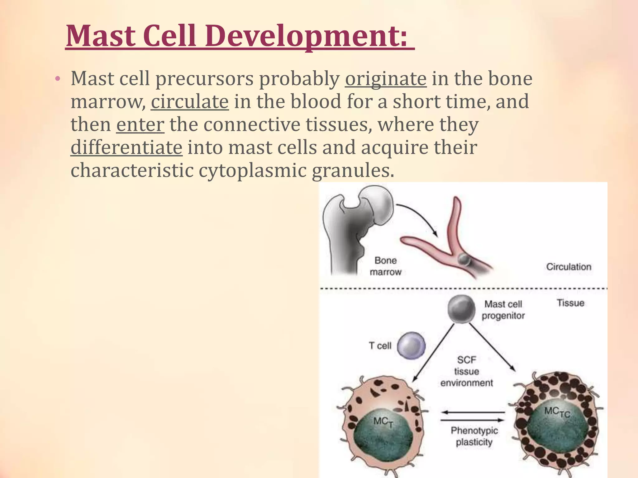 Mast cell histology and its visualization methods | PPT