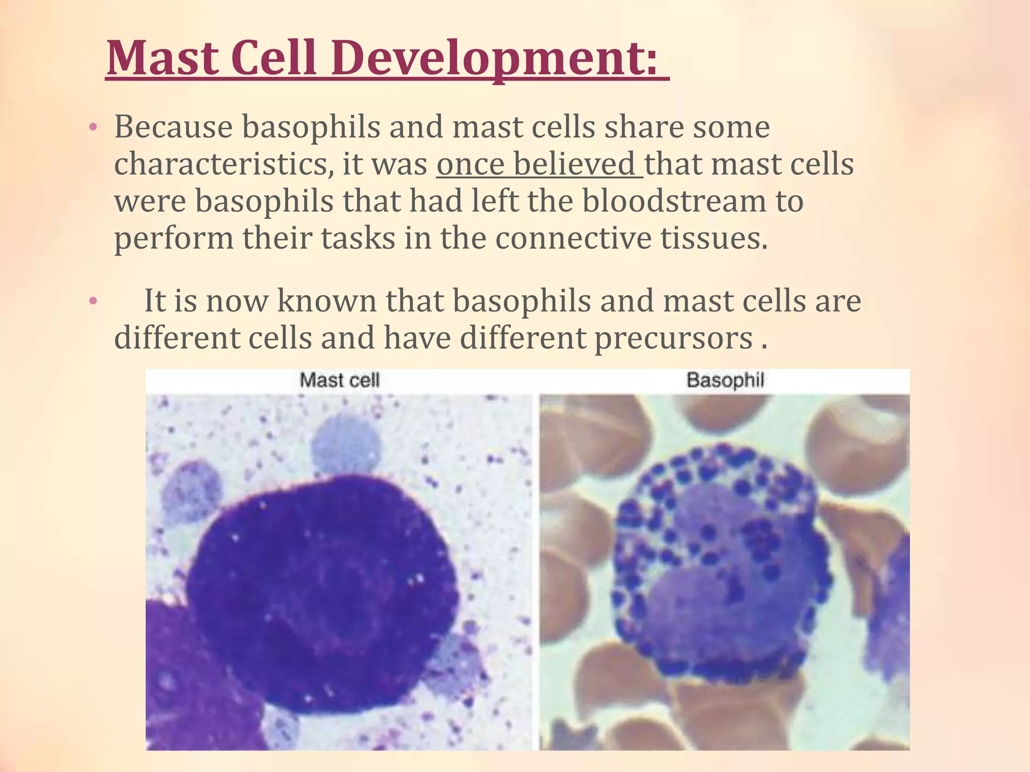 Mast cell histology and its visualization methods - maha hammady | PPTX