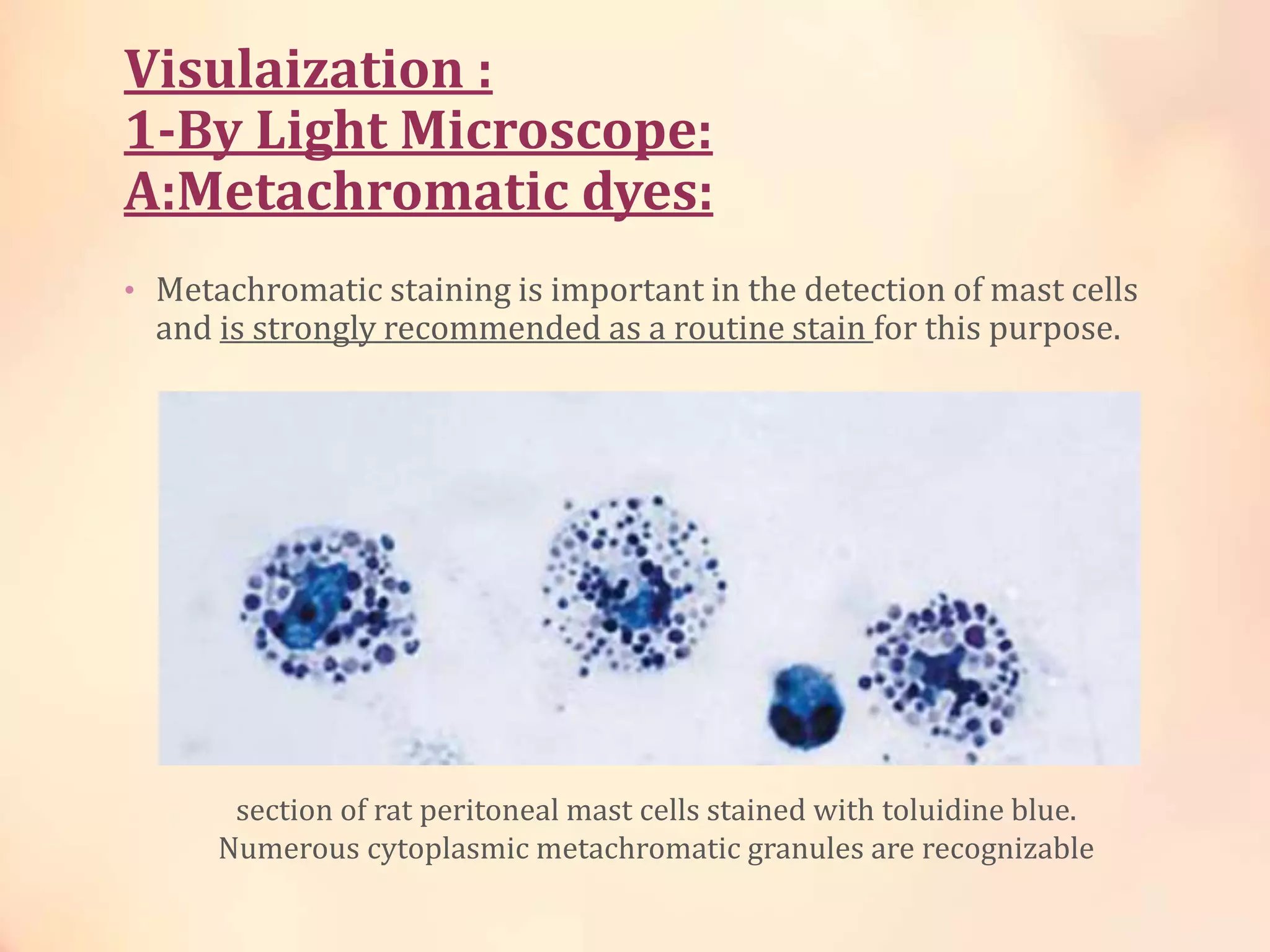 Mast cell histology and its visualization methods - maha hammady | PPTX