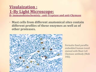 Mast cell histology and its visualization methods | PPT