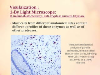 Mast cell histology and its visualization methods - maha hammady | PPTX