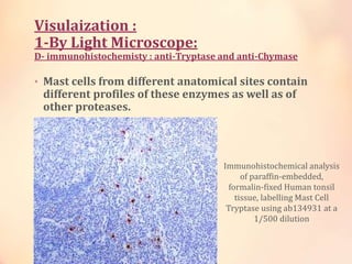 Mast cell histology and its visualization methods - maha hammady | PPTX