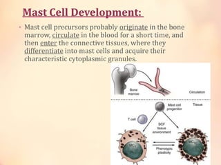 Mast cell histology and its visualization methods - maha hammady | PPTX