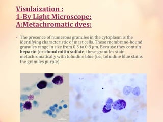 Mast cell histology and its visualization methods - maha hammady | PPTX