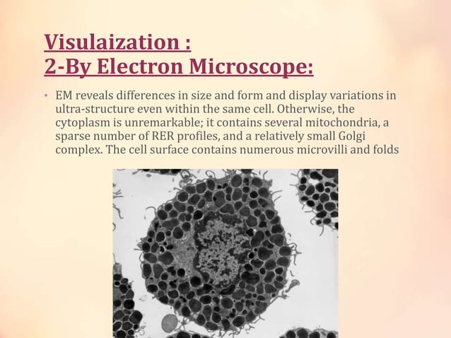 Mast cell histology and its visualization methods